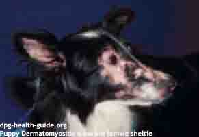 Puppy Pimples and Skin Diseases: Pictures, Causes, and Treatment