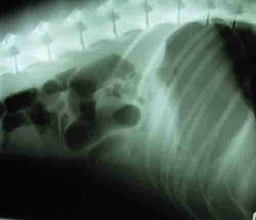 Dog Stomach Blockage and Gastric Outflow Obstruction