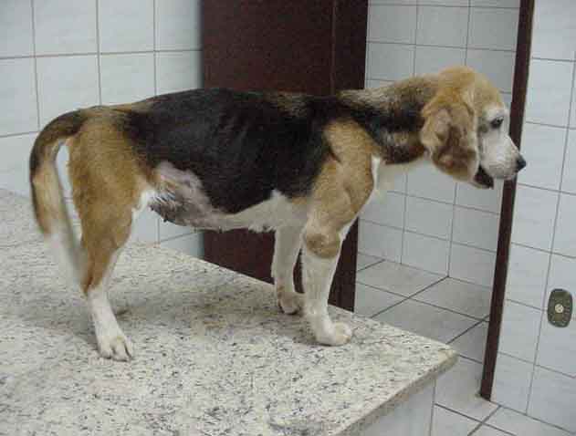 Diagnosis, Causes & Treatment of Blood in Dog Stool | Dog Health Guide