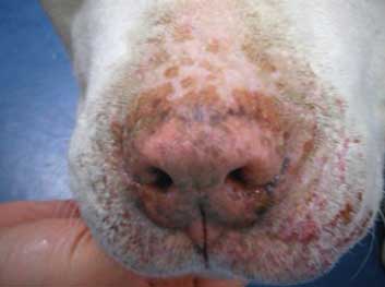 Dog Mouth Sores Around Mouth